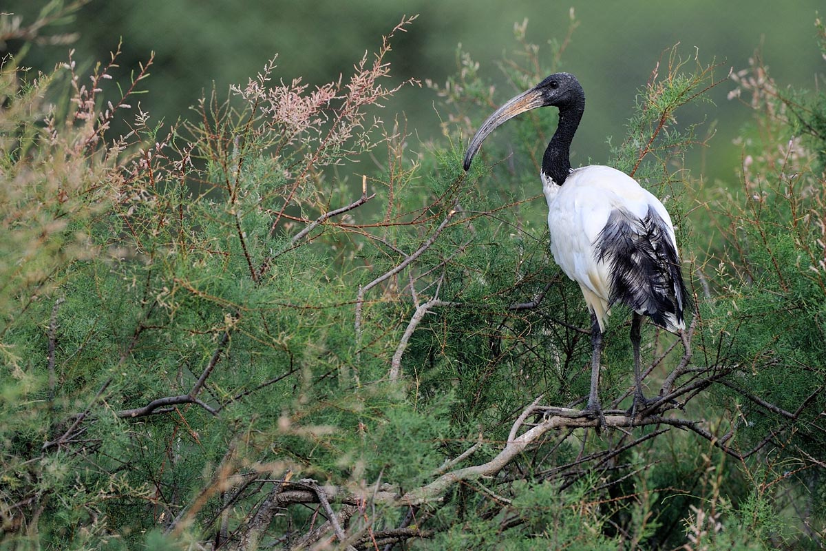 Nombres de aves - AnimalesPorDescubrir.com