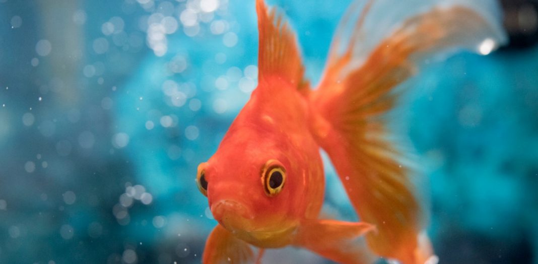 150 nombres para peces - AnimalesPorDescubrir.com