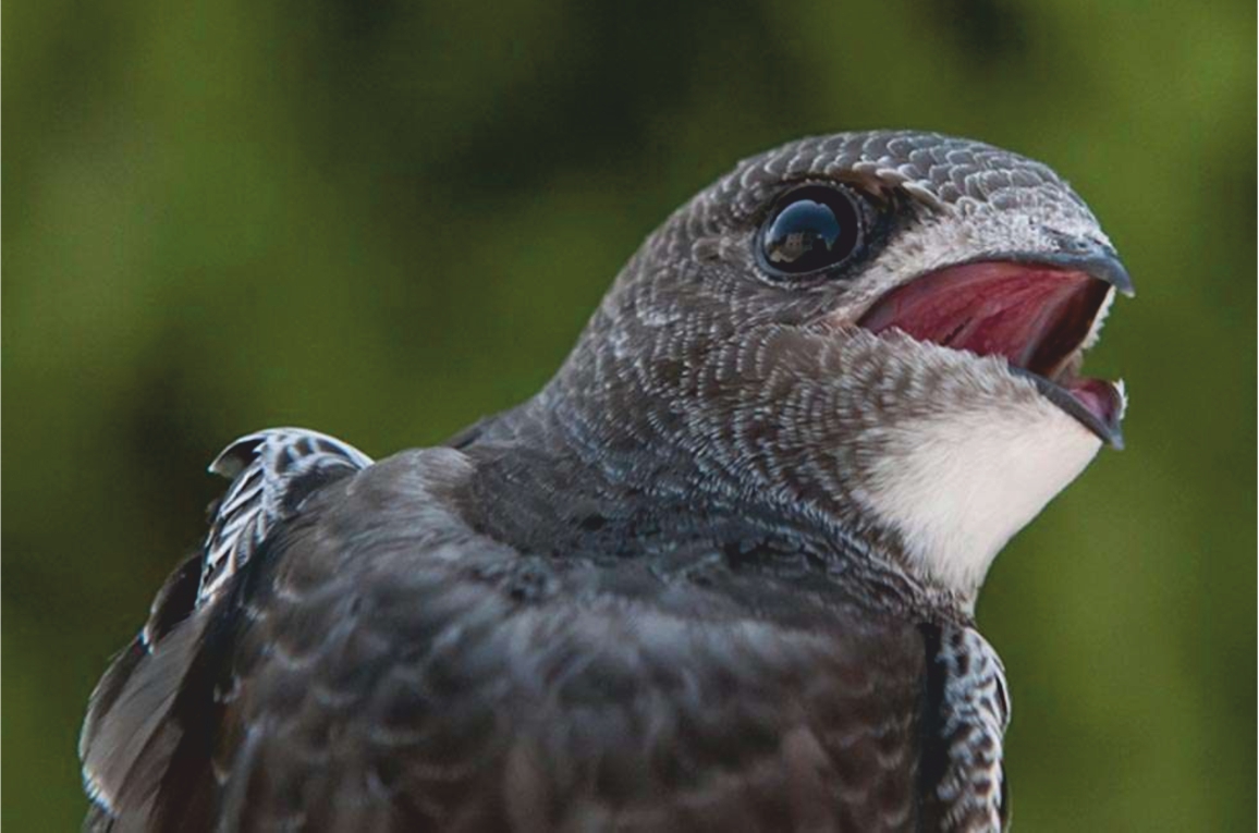 Nombres de aves - AnimalesPorDescubrir.com