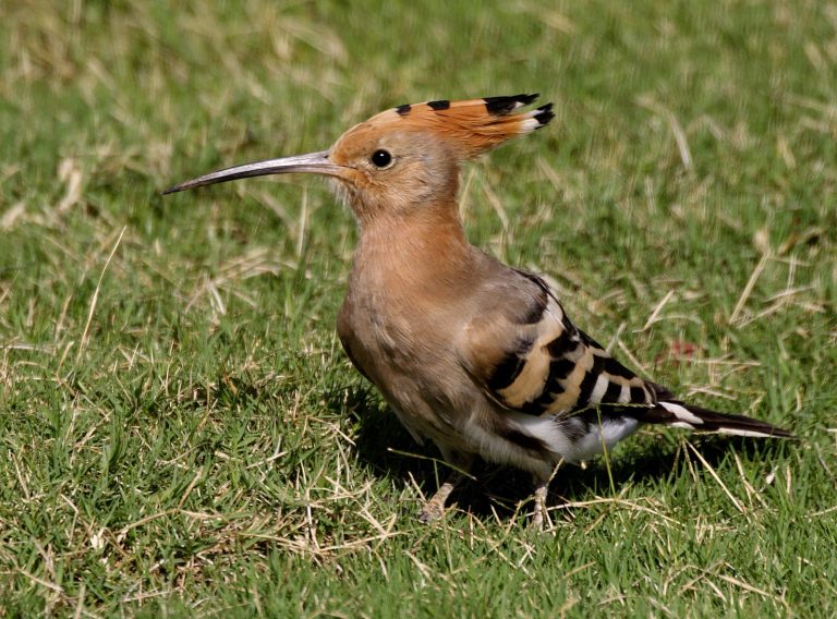 Nombres de aves - AnimalesPorDescubrir.com