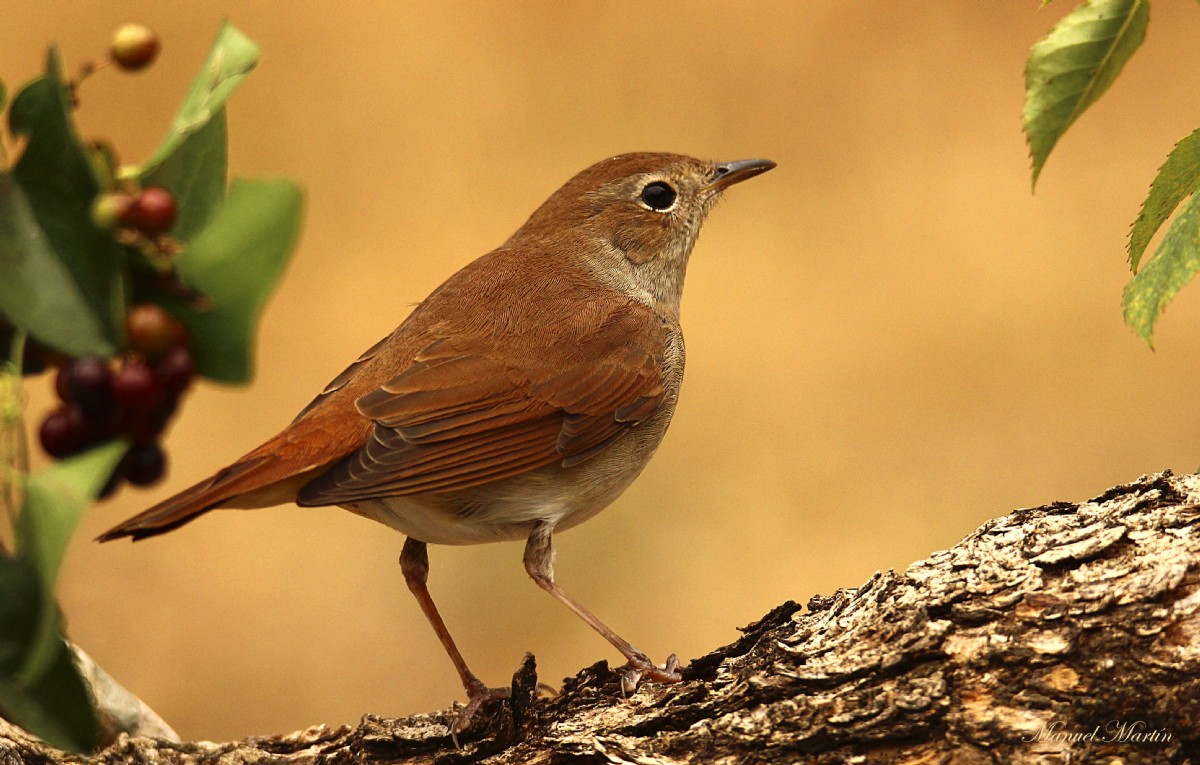 Nombres de aves - AnimalesPorDescubrir.com