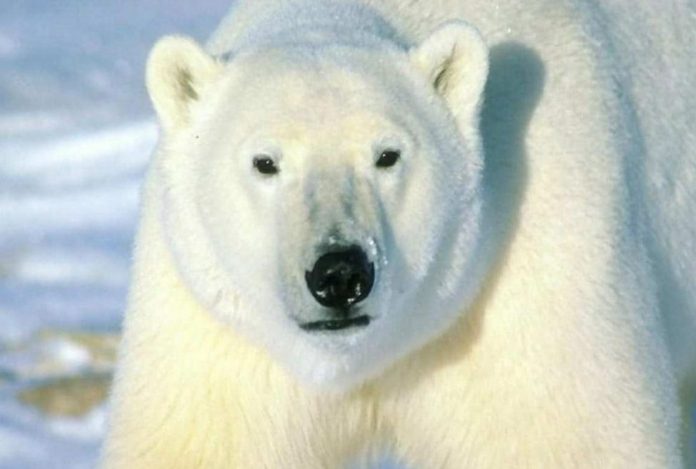 Nombres de animales del Polo Norte - AnimalesPorDescubrir.com