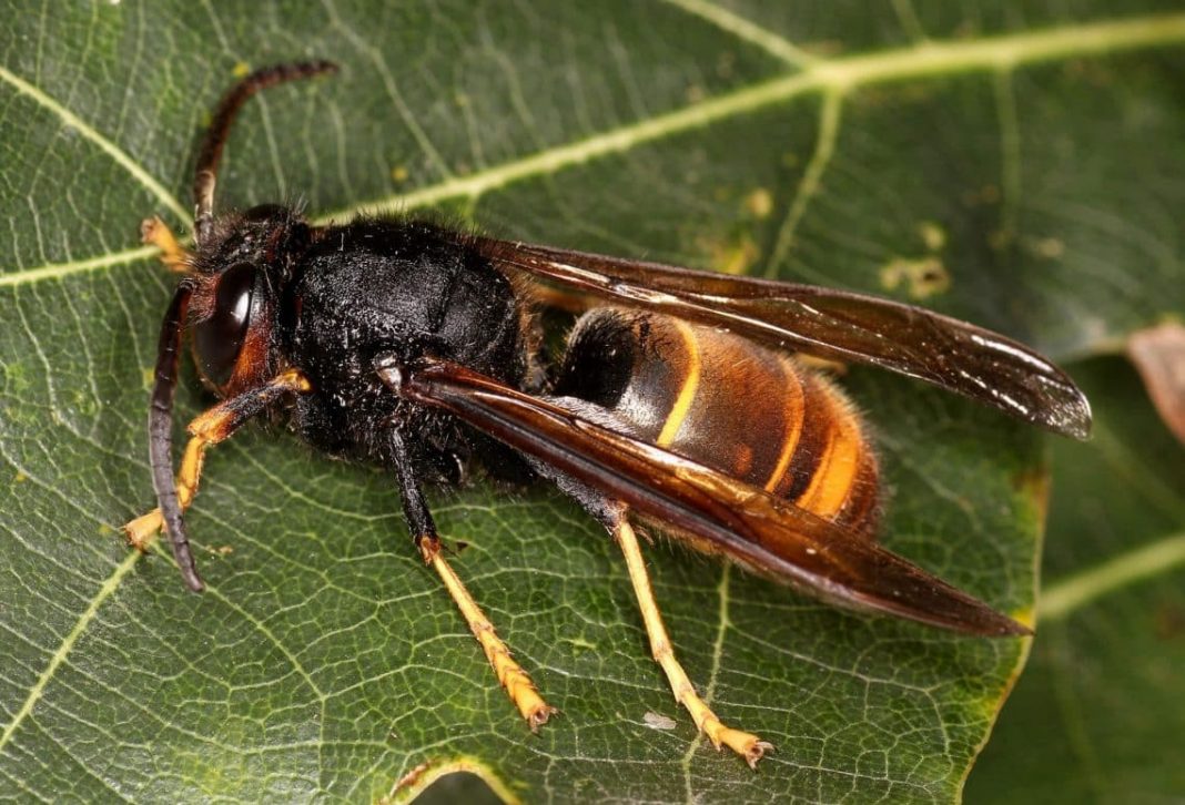 Tipos de avispas - AnimalesPorDescubrir.com