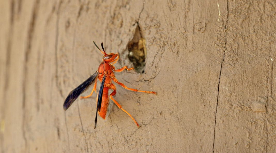 Tipos de avispas - AnimalesPorDescubrir.com