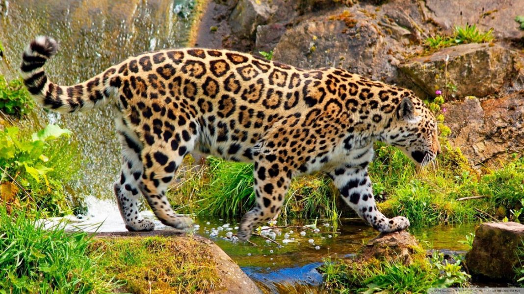 Diferencia entre leopardos y guepardos - AnimalesPorDescubrir.com