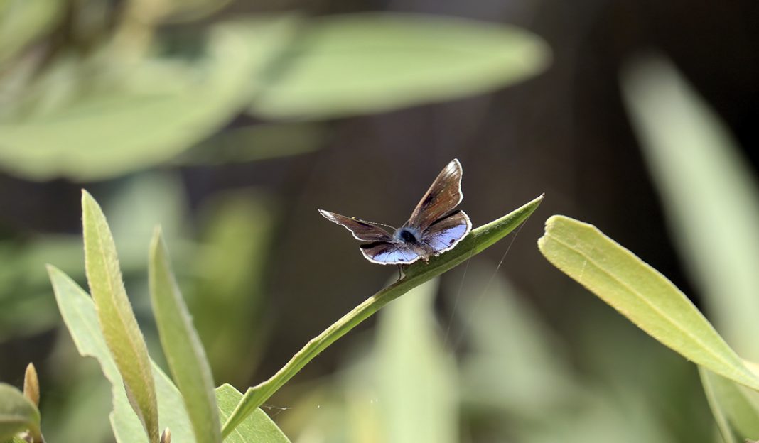 Nombres de insectos - AnimalesPorDescubrir.com