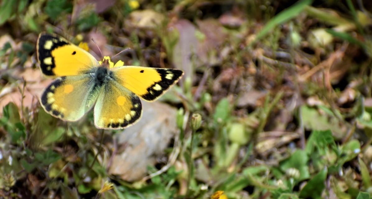 Animales típicos de Grecia - AnimalesPorDescubrir.com