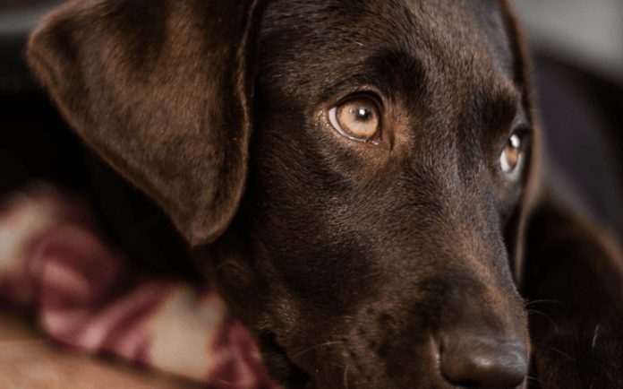 Tipos de labrador - AnimalesPorDescubrir.com
