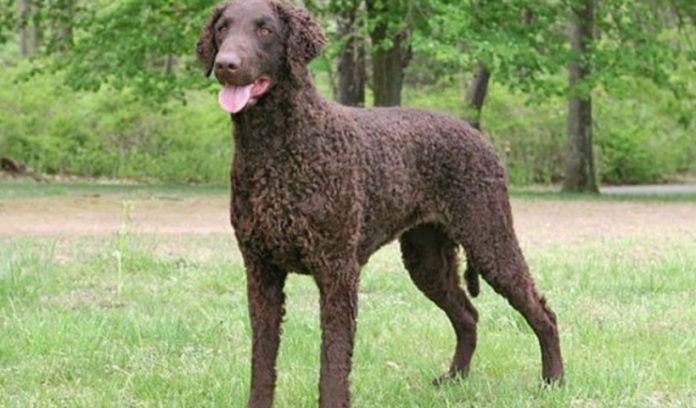 Tipos de labrador - AnimalesPorDescubrir.com