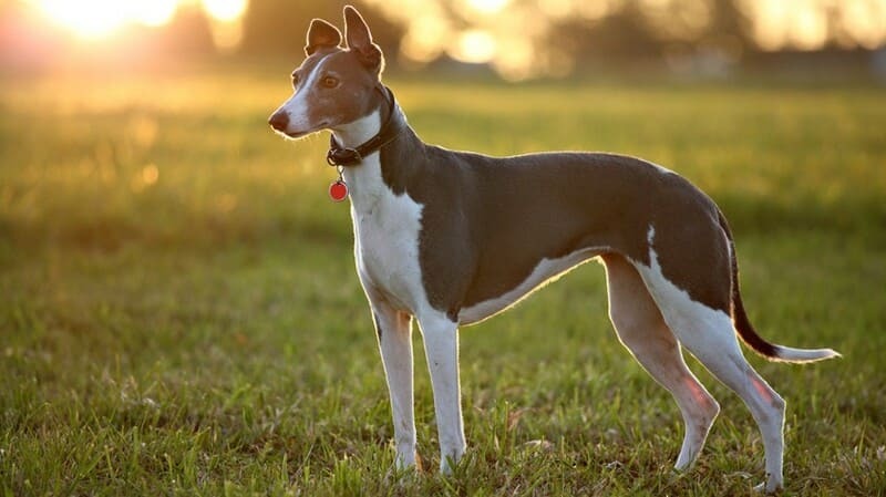 Las 12 razas de perros españoles más populares - AnimalesPorDescubrir.com