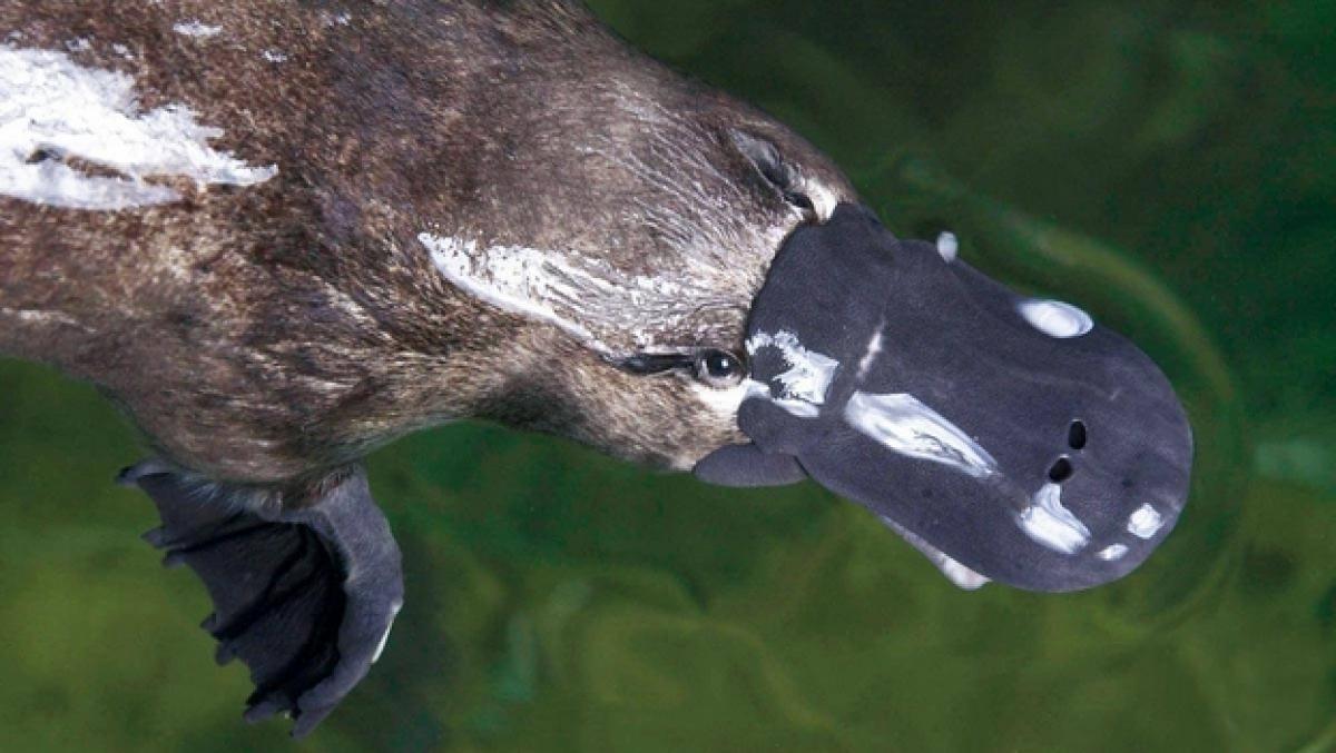 Animales ovovivíparos - AnimalesPorDescubrir.com