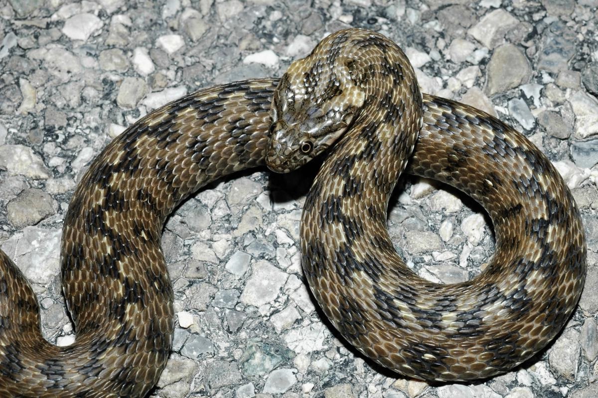 Culebras en España - AnimalesPorDescubrir.com