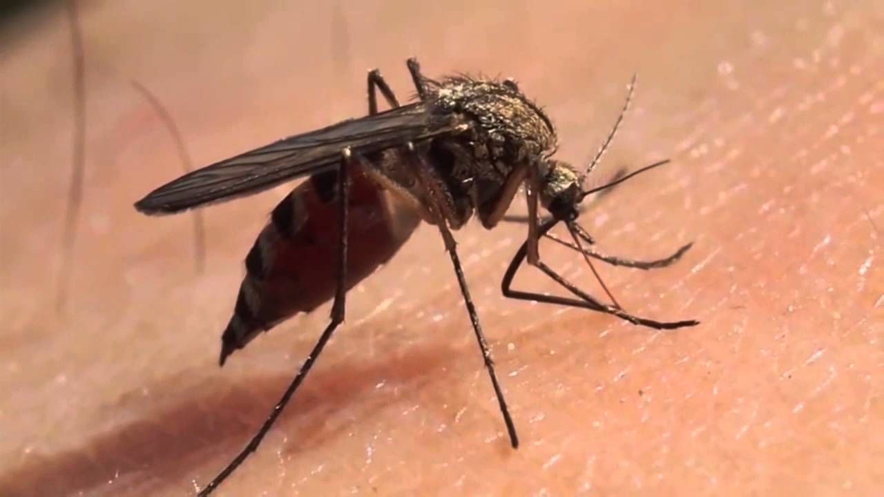 Tipos de insectos - AnimalesPorDescubrir.com