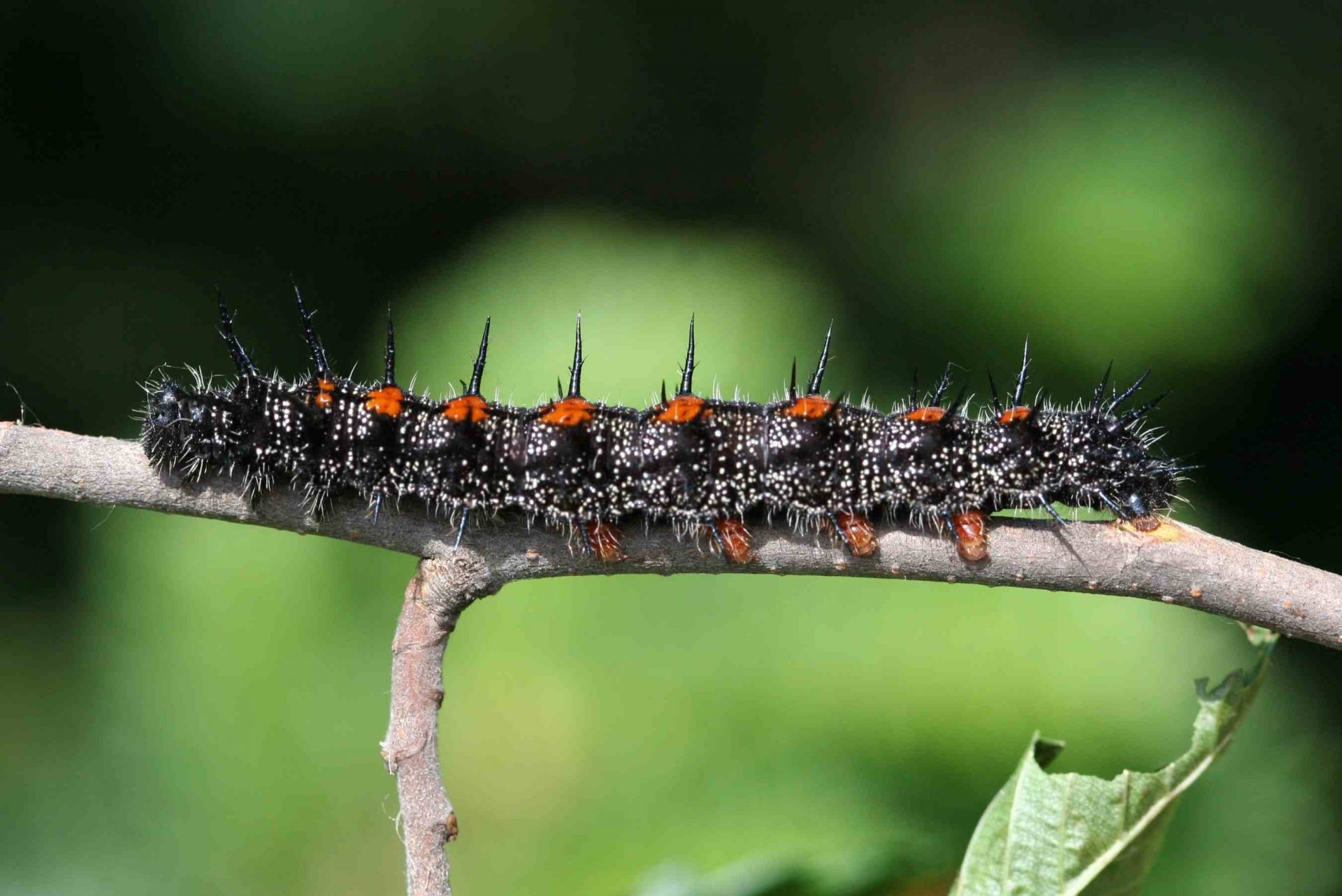 Nombres de insectos - AnimalesPorDescubrir.com