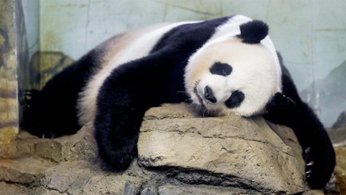 22 curiosidades de los osos panda - AnimalesPorDescubrir.com