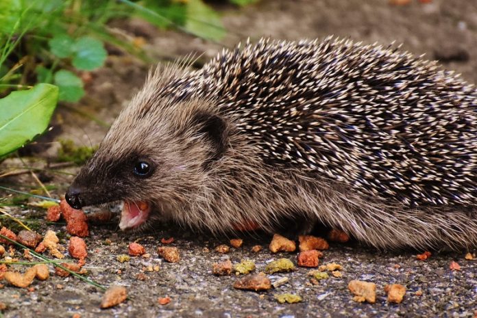 Animales omnívoros - AnimalesPorDescubrir.com