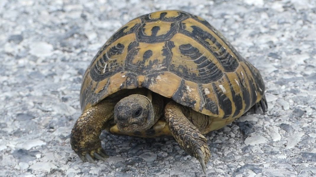 Animales típicos de Grecia - AnimalesPorDescubrir.com