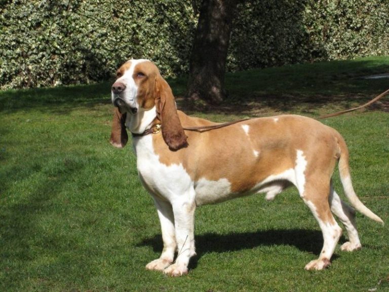 Las 12 razas de perros españoles más populares - AnimalesPorDescubrir.com
