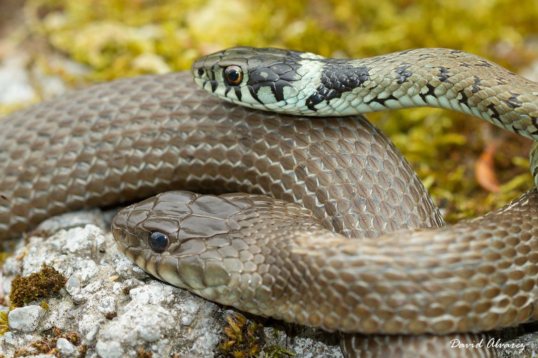 Culebras en España - AnimalesPorDescubrir.com