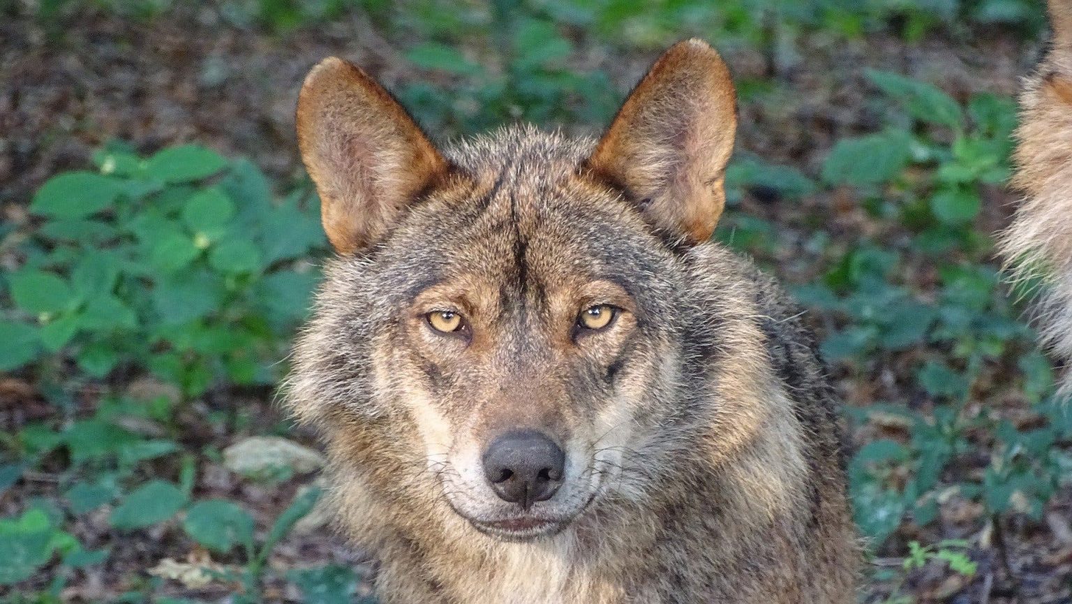 Lobos en España - AnimalesPorDescubrir.com