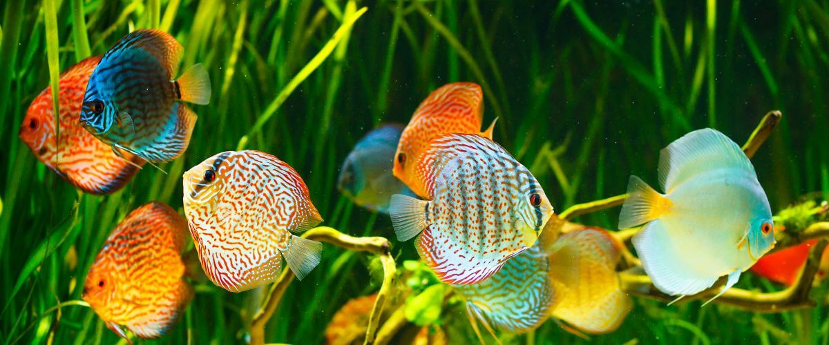 150 nombres para peces - AnimalesPorDescubrir.com